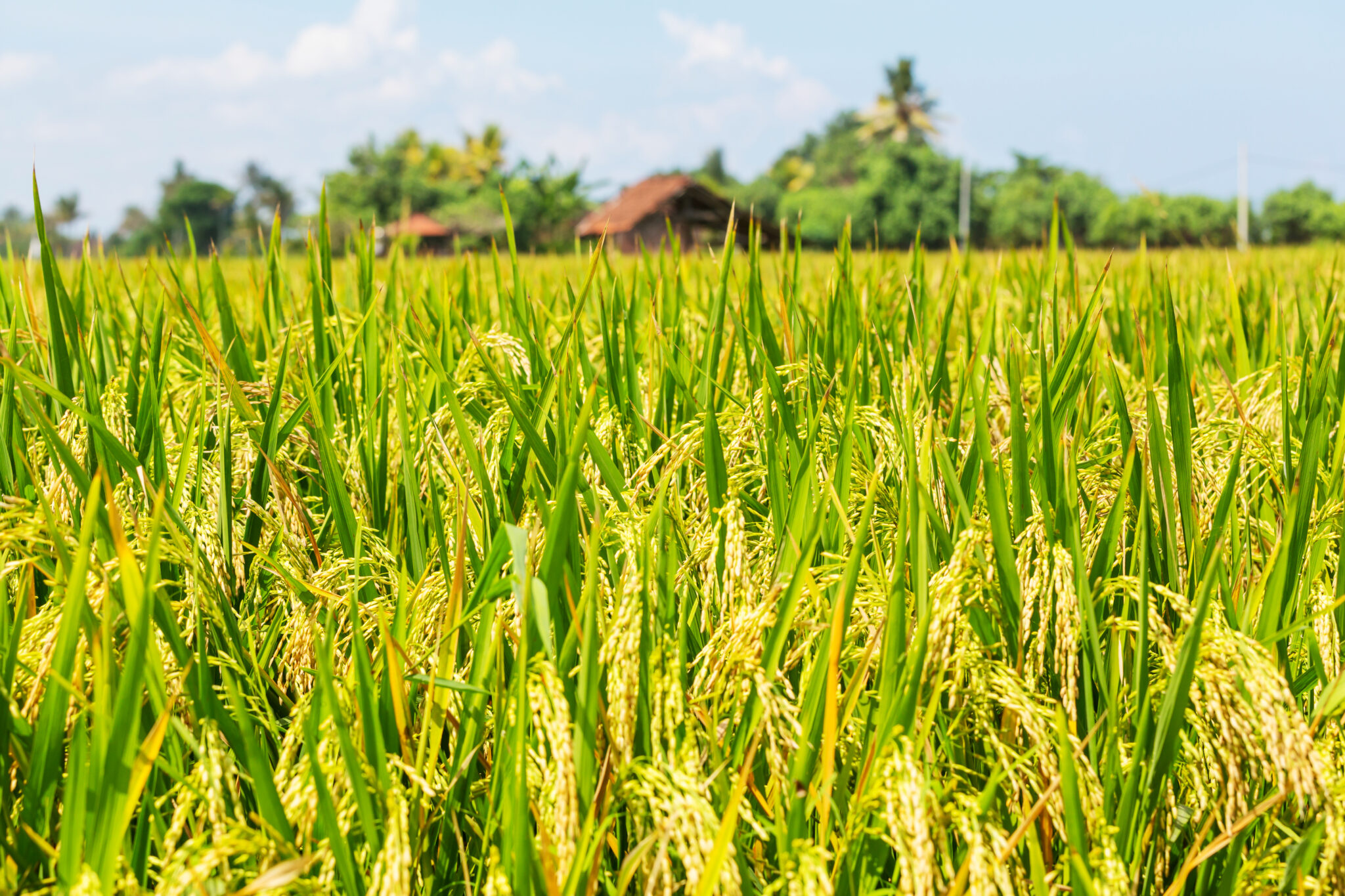 Goel Rice Mill